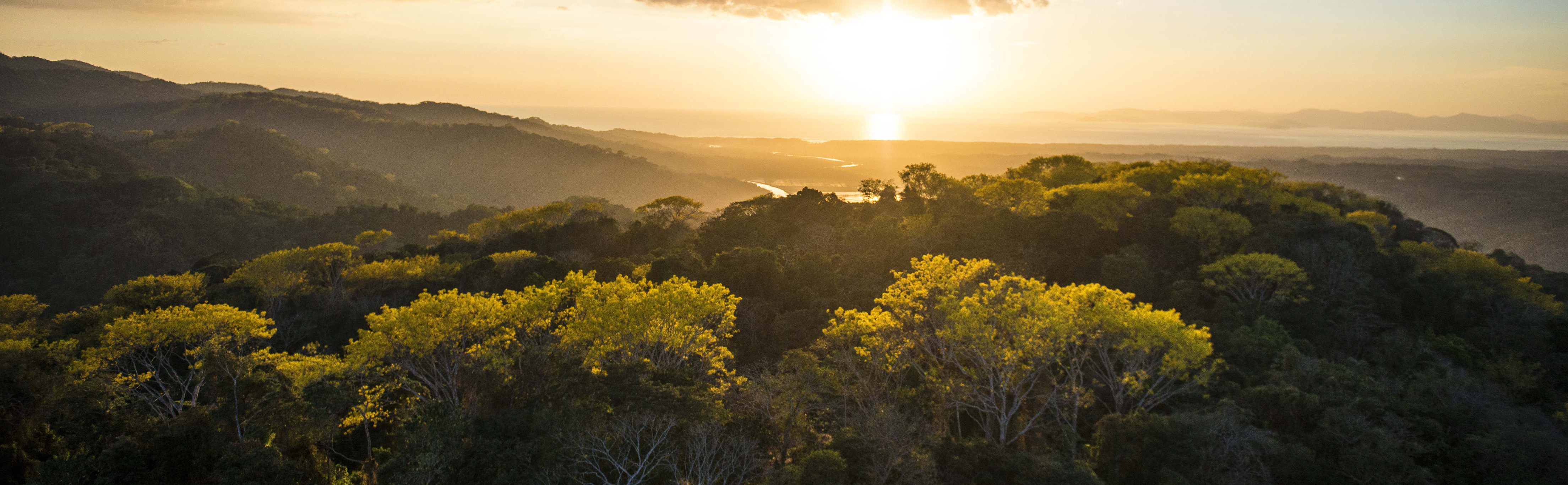 Sobre Árboles Mágicos – Árboles Mágicos