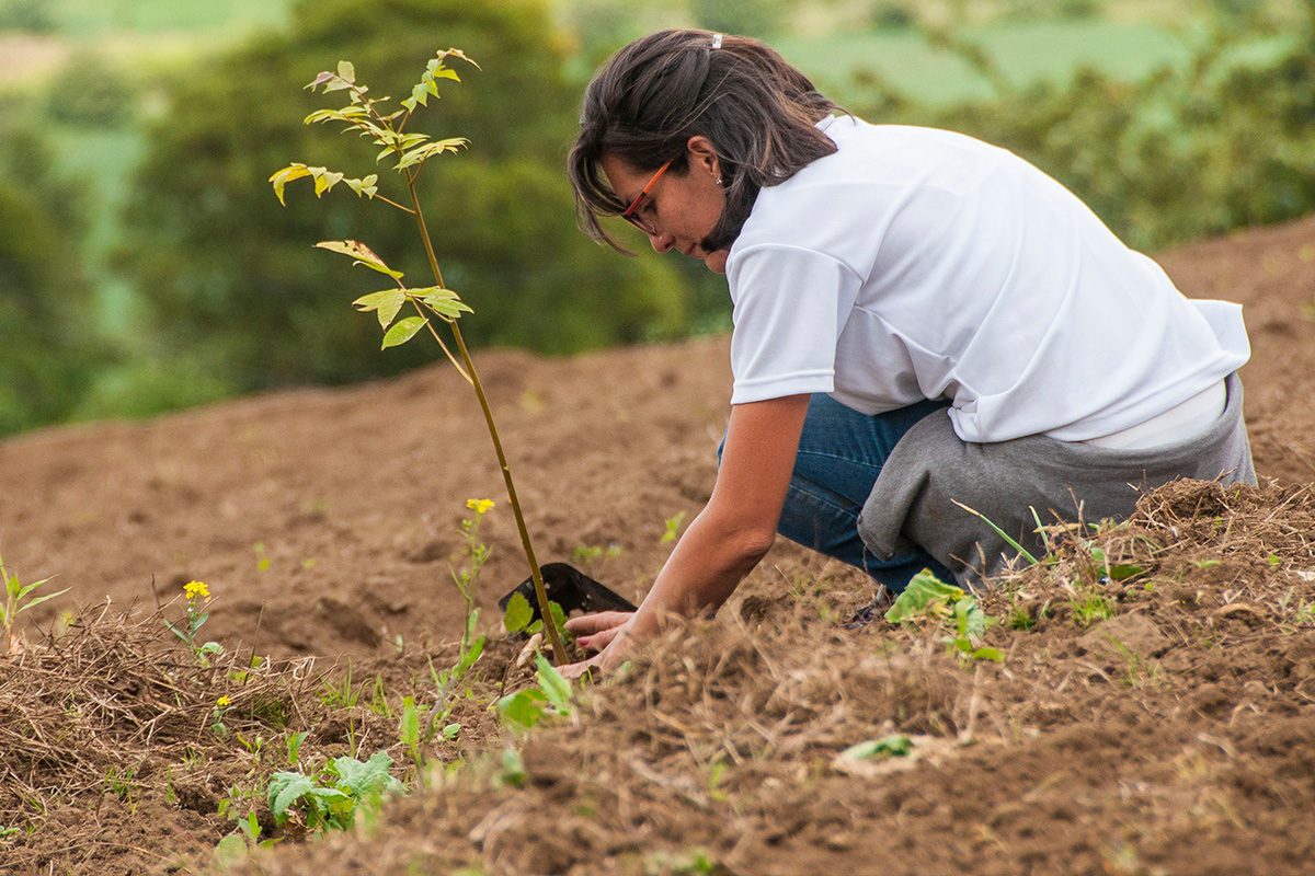 Programa de Reforestación – Árboles Mágicos